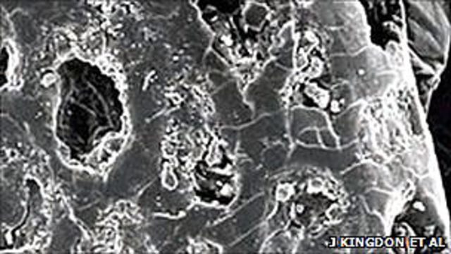 La rata que se unta con veneno para defenderse - BBC News Mundo