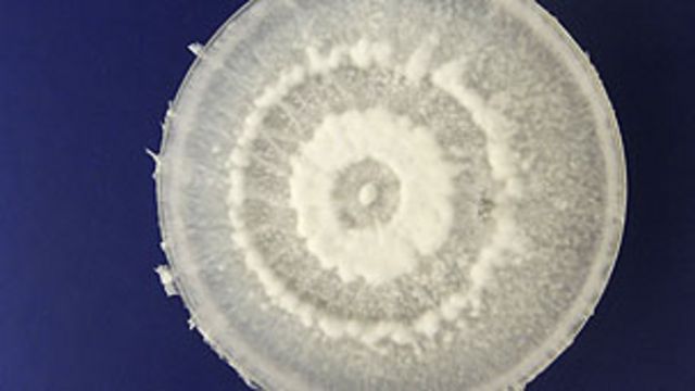 Estudiantes descubren un hongo que degrada plástico - BBC News Mundo