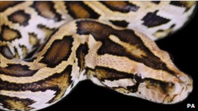 Чоловік серйозно покусав пітона - BBC News Україна