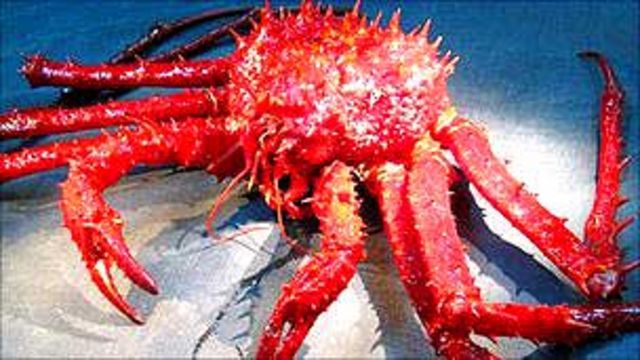 Un cangrejo destructivo podría invadir la Península Antártica - BBC ...