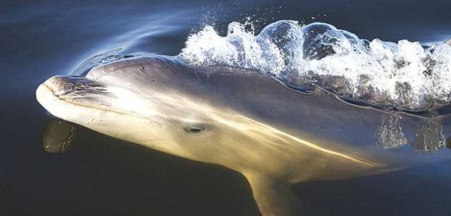 Descubren nueva especie de delfín - BBC News Mundo