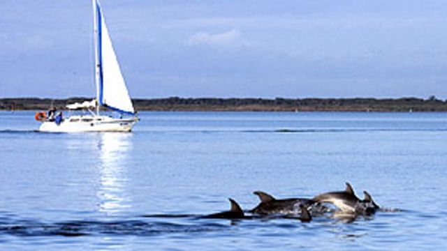 Descubren nueva especie de delfín - BBC News Mundo