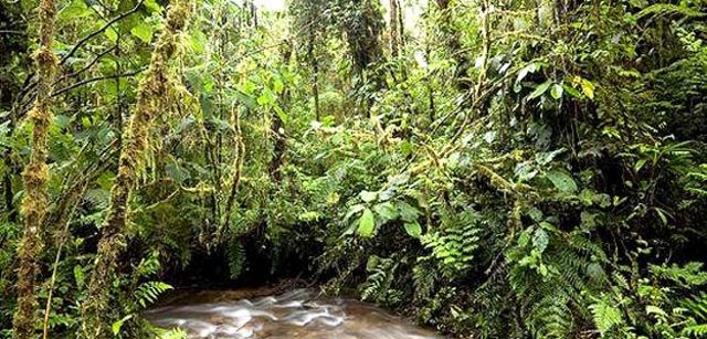 "Nada sustituye a los bosques primarios", asegura estudio - BBC News Mundo