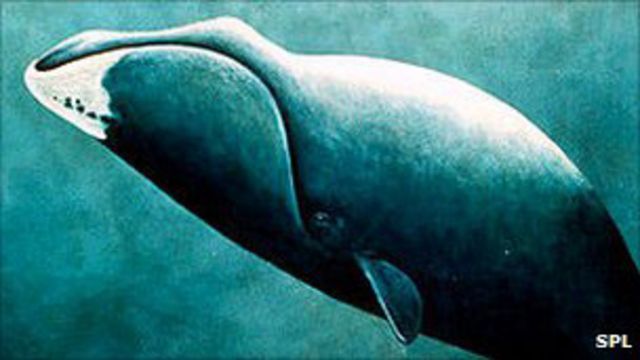 Las ballenas ya navegan entre el Atlántico y el Pacífico - BBC News Mundo
