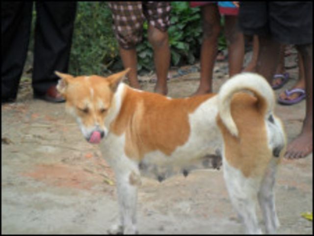 কুকুর নিধন বন্ধের আহবান - BBC News বাংলা