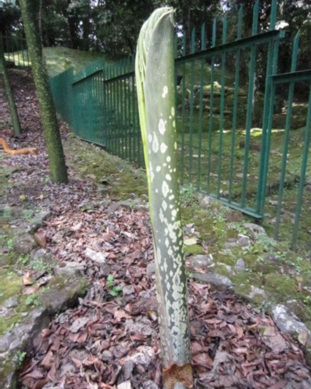 Bunga Bangkai di Kebun Raya Cibodas - BBC News Indonesia