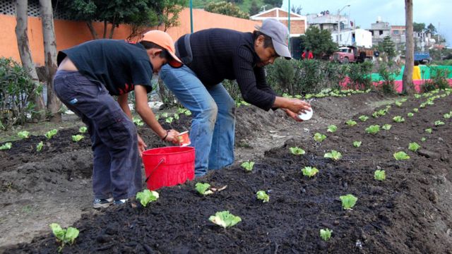 México Huertos Urbanos En La Megalópolis Bbc News Mundo