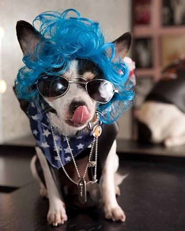 En fotos: pelucas para perros, de todos los colores y estilos - BBC ...