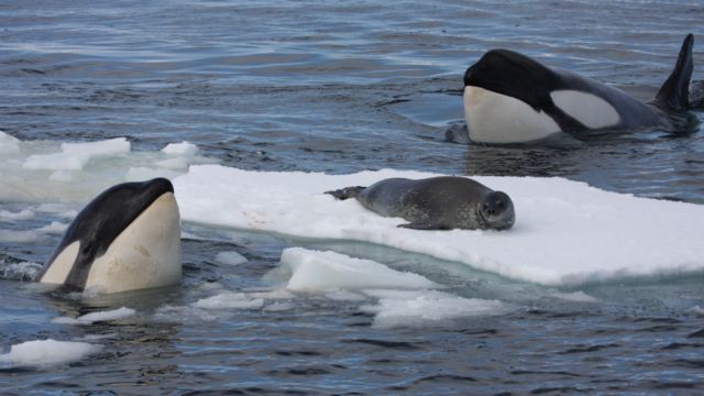 Orcas da Antártida trabalham em grupo para capturar foca - BBC News Brasil