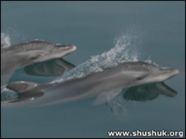 সুন্দরবনে শুশুকের অভয়ারণ্য - BBC News বাংলা