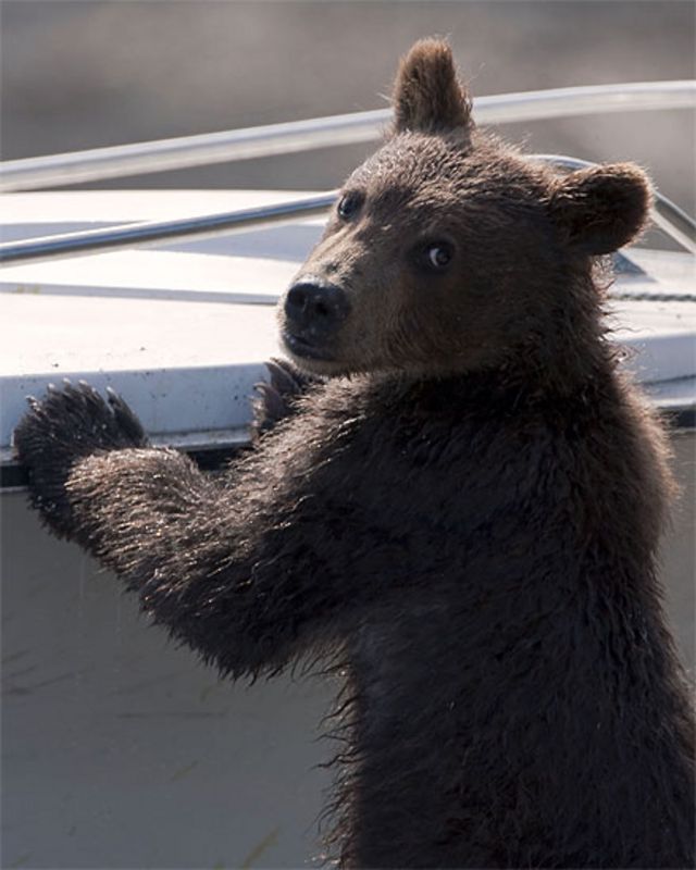 Fotógrafo ruso arriesga la vida para retratar osos - BBC News Mundo