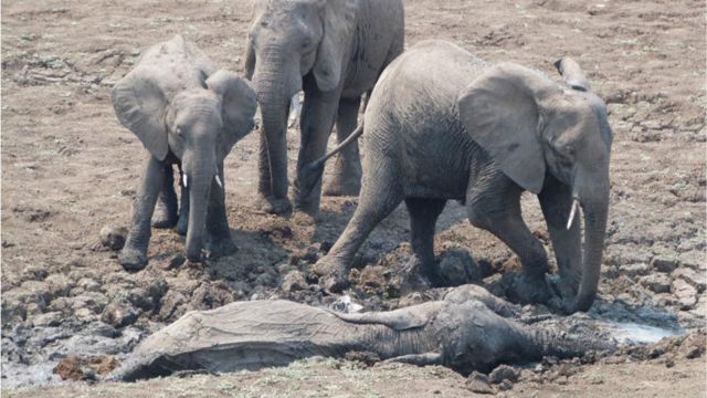 En fotos: el rescate de mamá elefante y su bebé - BBC News Mundo