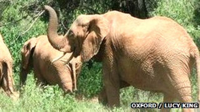 Cómo una abeja puede controlar un elefante - BBC News Mundo