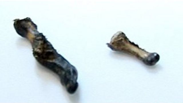 Resuelven el misterio del dedo del Yeti - BBC News Mundo