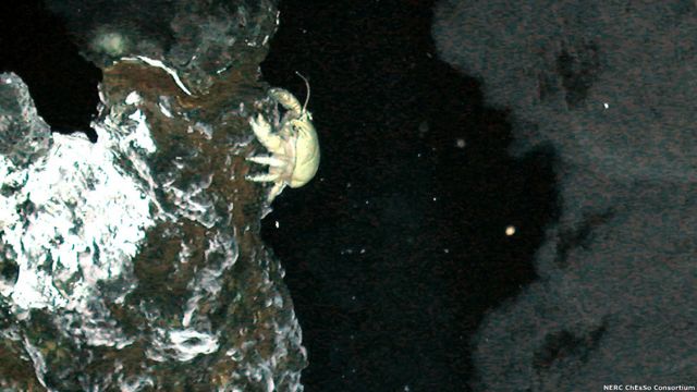 Descubren cangrejos peludos y otras especies cerca de la Antártida ...