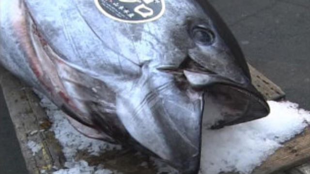 Atum gigante é leiloado por preço recorde no Japão - BBC News Brasil
