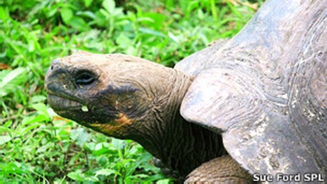 Gigantes de Galápagos que se creían extintas podrían estar vivas - BBC ...