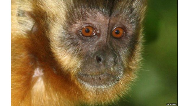 Cientistas estudam rostos de macacos para entender sua evolução - BBC ...