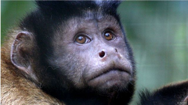 Cientistas estudam rostos de macacos para entender sua evolução - BBC ...
