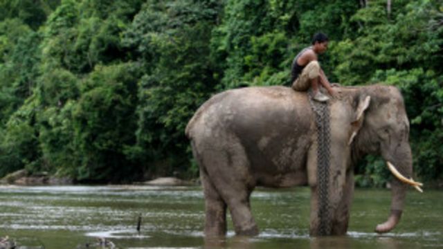 WWF: Populasi gajah Sumatra kritis - BBC News Indonesia