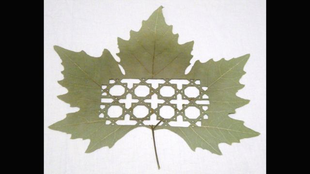 En fotos: Arte perforado en las hojas de los árboles - BBC News Mundo