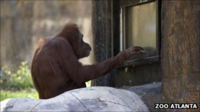 ¿Disfrutan los simios los juegos de computadora? - BBC News Mundo