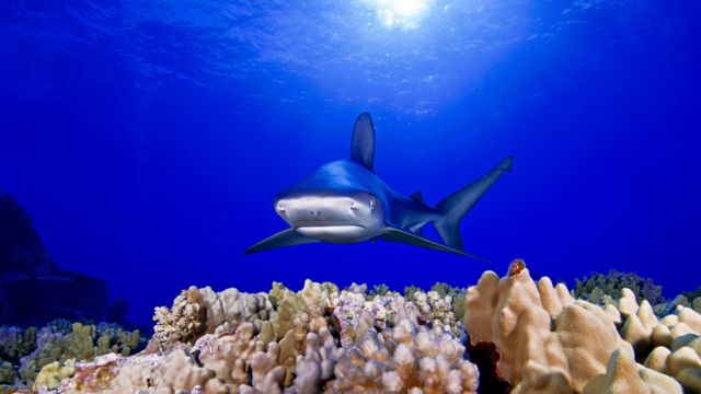 Sumérjase en el mar profundo de la Isla de Pascua - BBC News Mundo