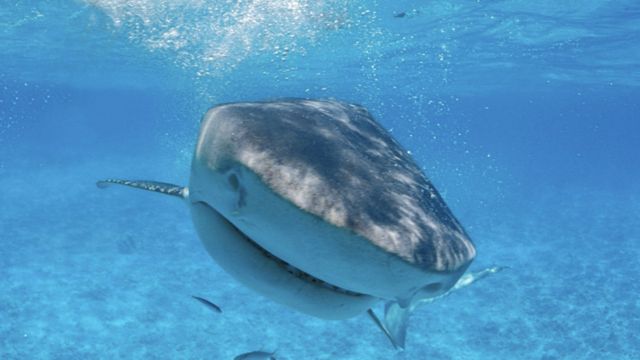 En fotos: la imponente belleza del tiburón - BBC News Mundo