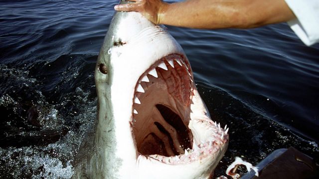 En fotos: la imponente belleza del tiburón - BBC News Mundo