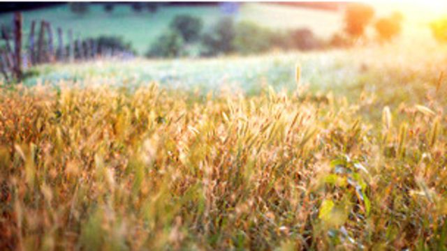 Desarrollan nuevo tipo de trigo, vital para la seguridad alimentaria ...