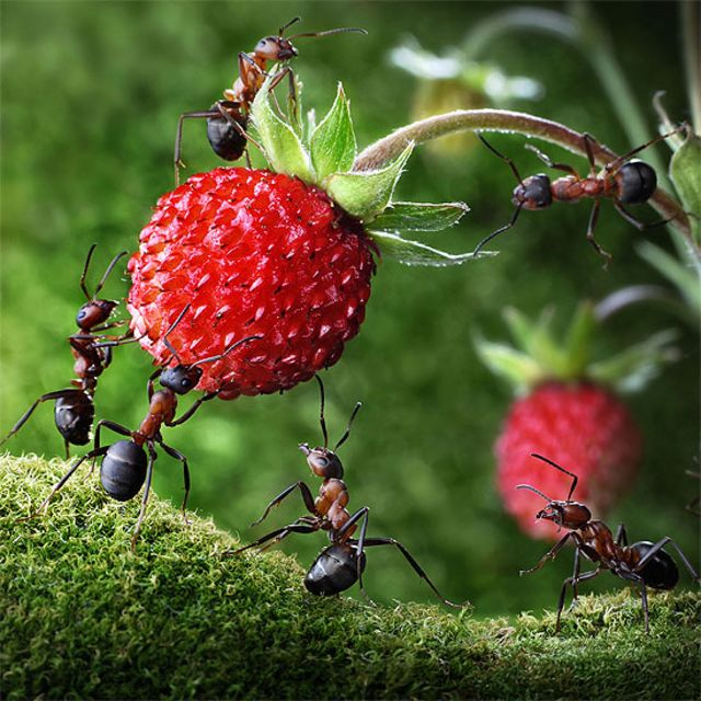 Fotógrafo usa formigas para criar contos de fadas - BBC News Brasil