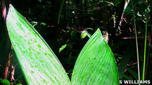 Palmera de América Central amenazada por la demanda en Europa y EE.UU ...