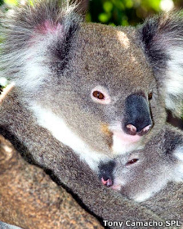 Una vacuna para salvar a los koalas - BBC News Mundo
