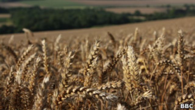 Crean una especie de trigo que repele a los insectos - BBC News Mundo
