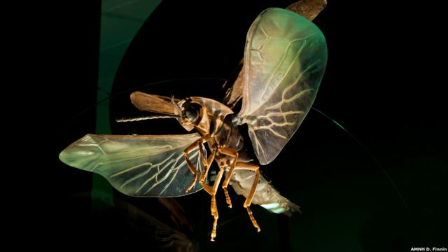 La luz misteriosa que emana de la naturaleza - BBC News Mundo