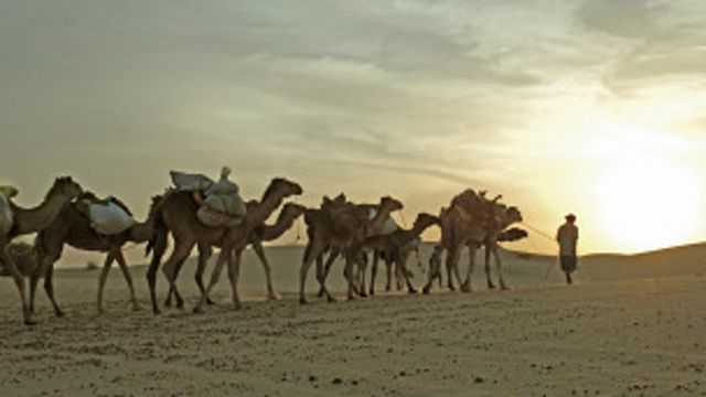 Geela oo lagu arkay jeermis dilaa ah - BBC News Somali