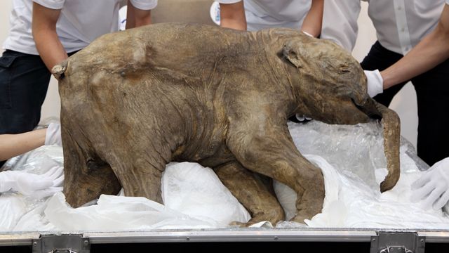 Fotoğraflarla: Bebek mamut Lyola - BBC News Türkçe