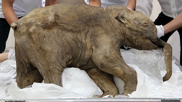 42,000 ஆண்டுகள் பழமையான யானைக்குட்டியின் உடல் கண்டெடுப்பு - BBC News தமிழ்