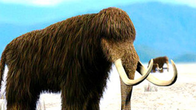 Descubren el mamut más pequeño conocido hasta ahora - BBC News Mundo