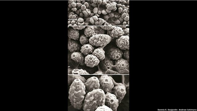 Instituto científico lista dez novas espécies mais 'bizarras' - BBC ...