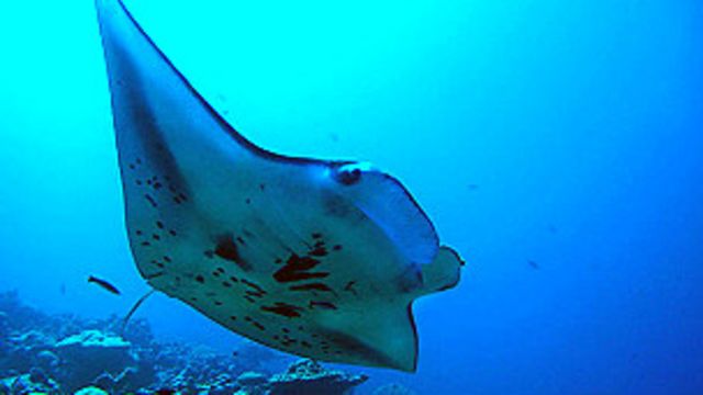 ¿Qué tiene que ver la copa de un árbol con una mantarraya? - BBC News Mundo