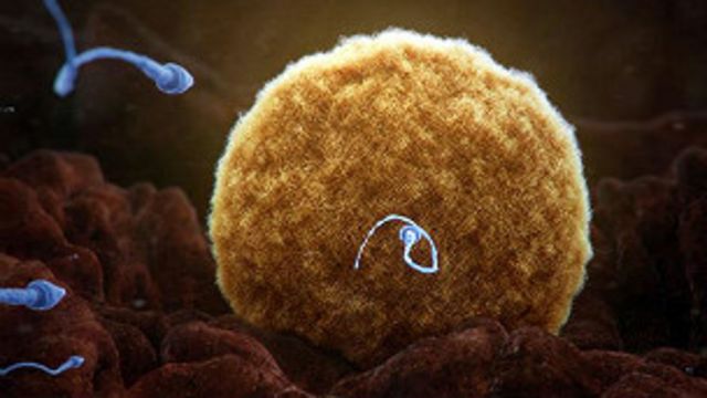 Spermbot: el dispositivo que da un empujón a los espermatozoides lentos ...