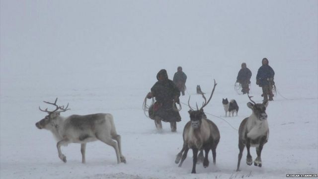Kehidupan penggembala rusa kutub di Arktik - BBC News Indonesia