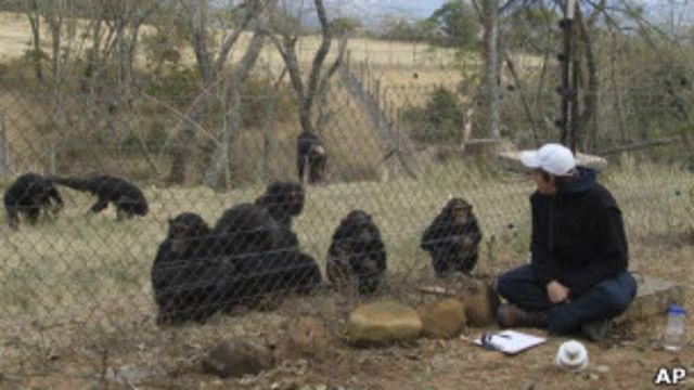 No sacrificarán a chimpancés que arrancaron dedos y testículo a ...