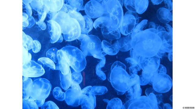 Exposição revela mistérios da percepção visual dos bichos - BBC News Brasil