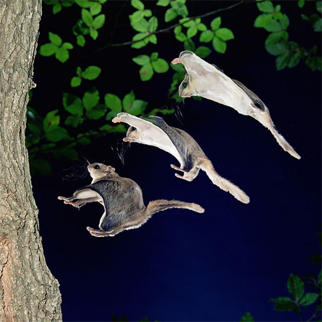 El vuelo de una ardilla - BBC News Mundo