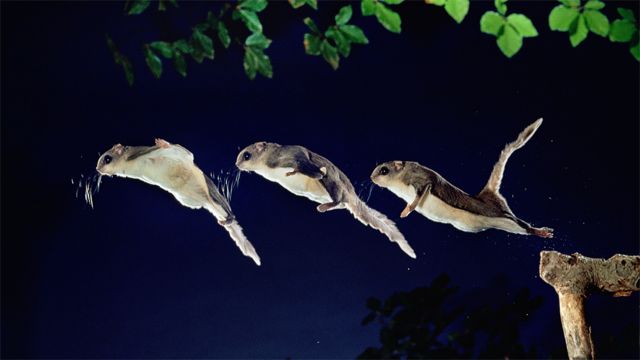 El vuelo de una ardilla - BBC News Mundo