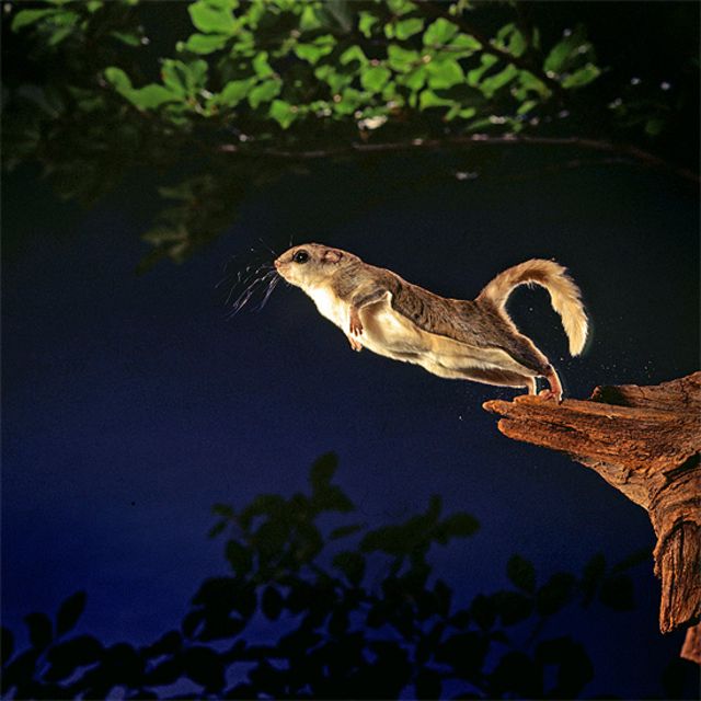 El vuelo de una ardilla - BBC News Mundo