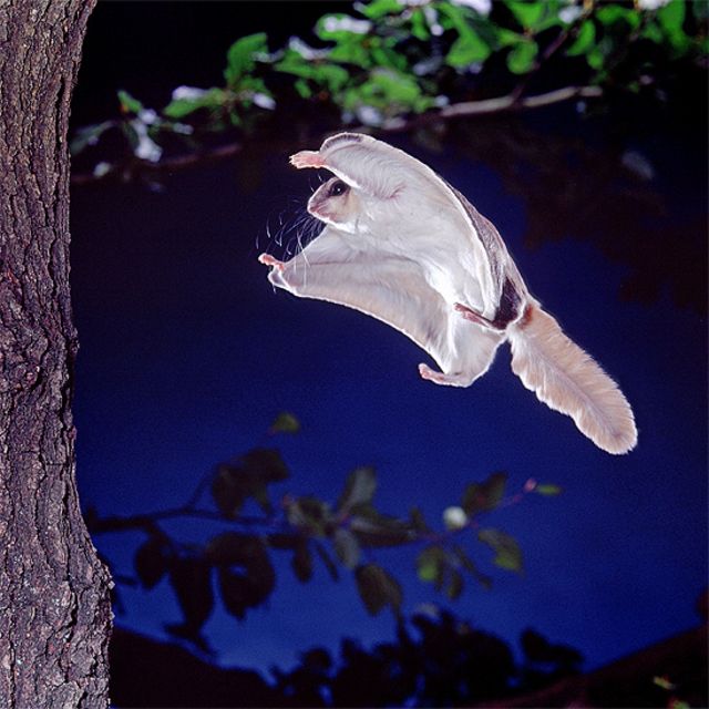 El vuelo de una ardilla - BBC News Mundo