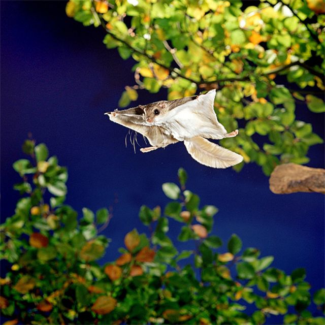 El vuelo de una ardilla - BBC News Mundo